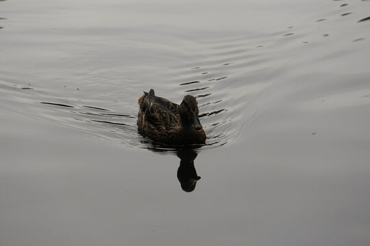 Natatorial Bilder – Durchsuchen 1,627 Archivfotos, Vektorgrafiken und ...