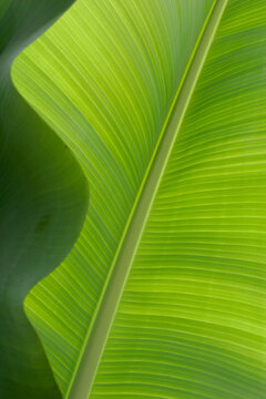 Imágenes de Bananera: descubre bancos de fotos, ilustraciones, vectores ...