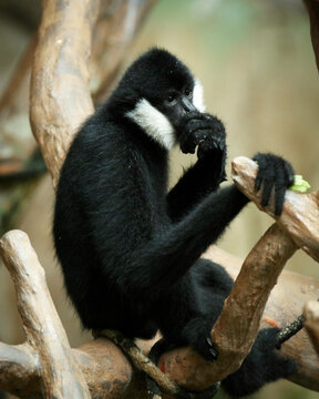 Chango 이미지 – 찾아보기 1,032 스톡 사진, 벡터 및 비디오 | Adobe Stock