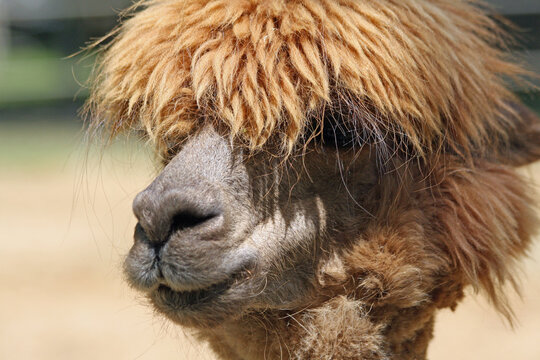 「Tylopoda」の写真素材 | 192件の無料イラスト画像 | Adobe Stock