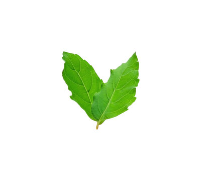 Single Tulsi Leaf