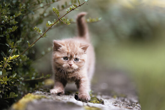 รูปภาพFauchen – เลือกดูภาพถ่ายสต็อก เวกเตอร์ และวิดีโอ1,199 | Adobe Stock