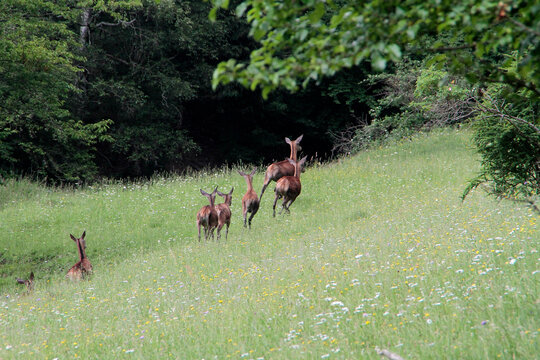 รูปภาพAesen – เลือกดูภาพถ่ายสต็อก เวกเตอร์ และวิดีโอ98 | Adobe Stock