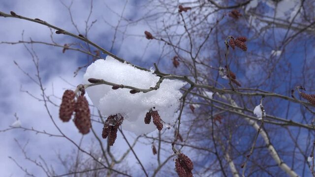 "Alder Catkins" Images – Browse 104 Stock Photos, Vectors, and Video ...