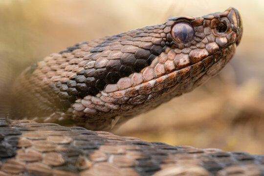 รูปภาพVipera – เลือกดูภาพถ่ายสต็อก เวกเตอร์ และวิดีโอ5,223 | Adobe Stock