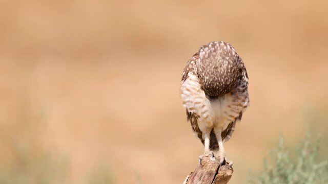 "Burrowing Owl" Images – Browse 7,983 Stock Photos, Vectors, and Video ...