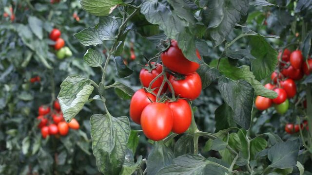 Tomat Video Footage – Browse 189,234 HD Stock Video and Footage | Adobe ...