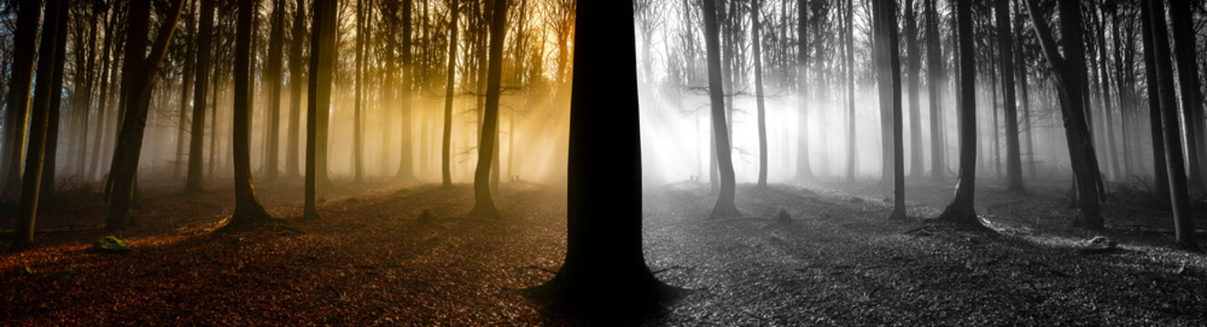 Free Fog Images – Browse 4,770 Free Stock Photos, Vectors, and Video ...