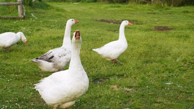 Angry Goose Images – Browse 1,408 Stock Photos, Vectors, and Video ...