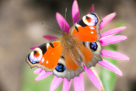Euarthropoda Bilder – Durchsuchen 280 Archivfotos, Vektorgrafiken und ...