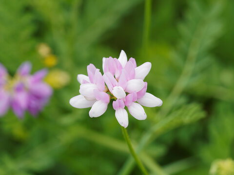 รูปภาพ"Zygomorphe – เลือกดูภาพถ่ายสต็อก เวกเตอร์ และวิดีโอ146 | Adobe Stock