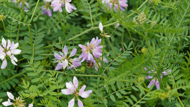 "Zygomorphe Images – Browse 80 Stock Photos, Vectors, and Video | Adobe ...