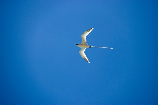 Paille-En-Queue Images – Browse 94 Stock Photos, Vectors, and Video ...