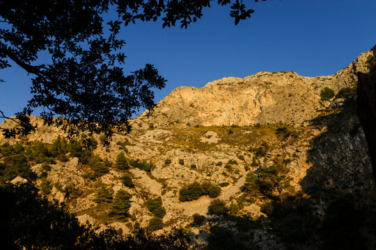 37 BEST Teix IMAGES, STOCK PHOTOS & VECTORS | Adobe Stock