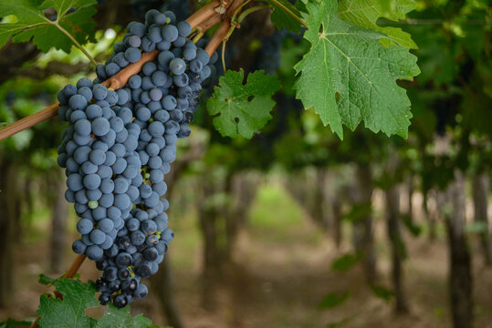 รูปภาพRacimos – เลือกดูภาพถ่ายสต็อก เวกเตอร์ และวิดีโอ779 | Adobe Stock