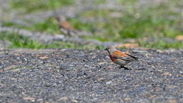 Fanello Bilder – Durchsuchen 107 Archivfotos, Vektorgrafiken und Videos ...