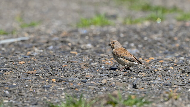 Fanello Bilder – Durchsuchen 108 Archivfotos, Vektorgrafiken und Videos ...