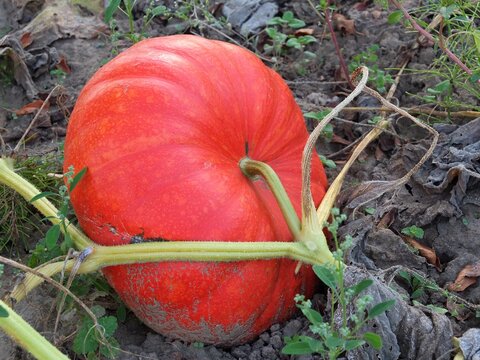 รูปภาพCalebasse – เลือกดูภาพถ่ายสต็อก เวกเตอร์ และวิดีโอ897 | Adobe Stock