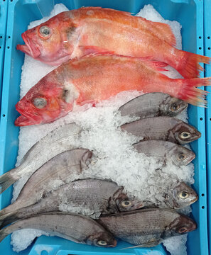 "Dorade Box"-Bilder: Stock-Fotos & -Videos. | Adobe Stock