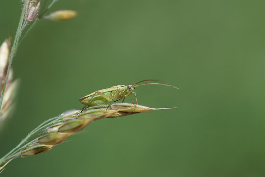รูปภาพMiridae – เลือกดูภาพถ่ายสต็อก เวกเตอร์ และวิดีโอ1,209 | Adobe Stock