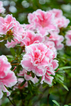 Azalea Bilder – Durchsuchen 69,761 Archivfotos, Vektorgrafiken und ...