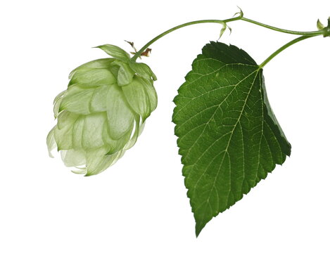 รูปภาพBine – เลือกดูภาพถ่ายสต็อก เวกเตอร์ และวิดีโอ9,343 | Adobe Stock