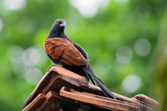 "Greater Coucal" Images – Browse 421 Stock Photos, Vectors, and Video ...