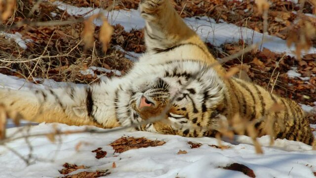 Tiger Stretch Images – Browse 865 Stock Photos, Vectors, and Video ...