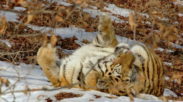 Tiger Stretch Images – Browse 849 Stock Photos, Vectors, and Video ...