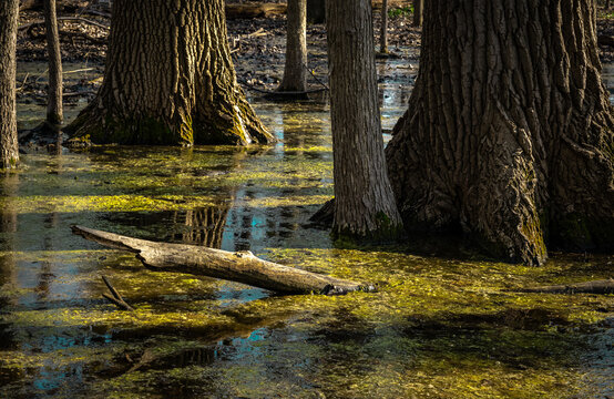 Swamped Images – Parcourir 483,006 le catalogue de photos, vecteurs et ...