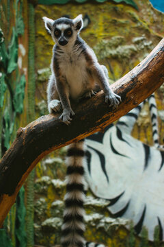 Limur Images – Browse 64 Stock Photos, Vectors, and Video | Adobe Stock