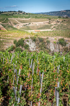 697 MEILLEURES "Cep De Vigne" IMAGES, PHOTOS ET ILLUSTRATIONS ...