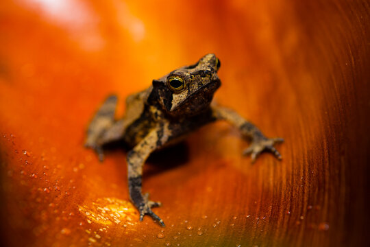 รูปภาพAnura – เลือกดูภาพถ่ายสต็อก เวกเตอร์ และวิดีโอ318,684 | Adobe Stock