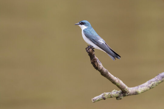Svalor bilder – Bläddra bland 140,548 stockfoton, vektorer och videor ...