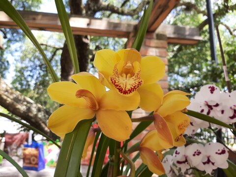 รูปภาพOrchitis – เลือกดูภาพถ่ายสต็อก เวกเตอร์ และวิดีโอ7,072 | Adobe Stock