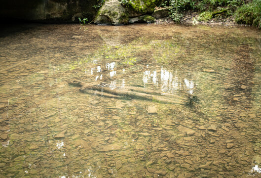 Wasserleiche Images – Browse 23 Stock Photos, Vectors, and Video ...