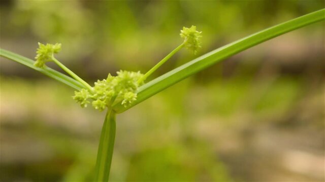 Imagens de "Cynodon Dactylon" – Explore Fotografias do Stock, Vetores e ...