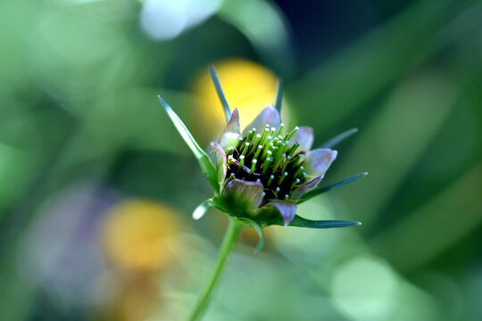 Magnoliopsida Images – Browse 9,769 Stock Photos, Vectors, and Video ...