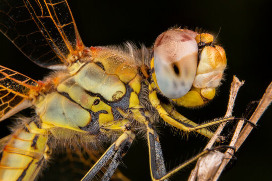 รูปภาพAnisoptera – เลือกดูภาพถ่ายสต็อก เวกเตอร์ และวิดีโอ242,280 ...