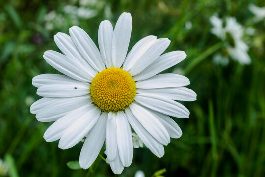 Stigma Bilder – Durchsuchen 40,758 Archivfotos, Vektorgrafiken und ...