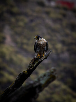 「Alcon」の画像 - 172 件の Stock 写真、ベクターおよびビデオ | Adobe Stock