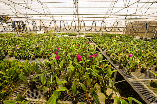 Orchid Flower Farming In India | Best Flower Site