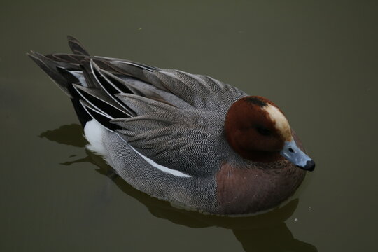 รูปภาพAnatra – เลือกดูภาพถ่ายสต็อก เวกเตอร์ และวิดีโอ7,039 | Adobe Stock