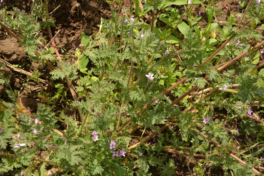 Pinwing bilder – Bläddra bland 197 stockfoton, vektorer och videor ...