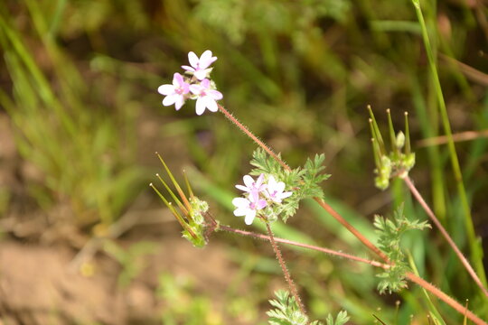 Pinwing 이미지 – 찾아보기 193 스톡 사진, 벡터 및 비디오 | Adobe Stock