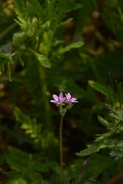 Pinwing 이미지 – 찾아보기 193 스톡 사진, 벡터 및 비디오 | Adobe Stock