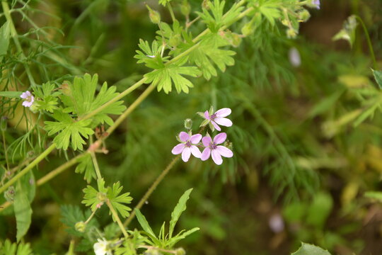รูปภาพPinwing – เลือกดูภาพถ่ายสต็อก เวกเตอร์ และวิดีโอ193 | Adobe Stock