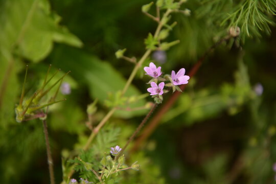 รูปภาพPinwing – เลือกดูภาพถ่ายสต็อก เวกเตอร์ และวิดีโอ193 | Adobe Stock