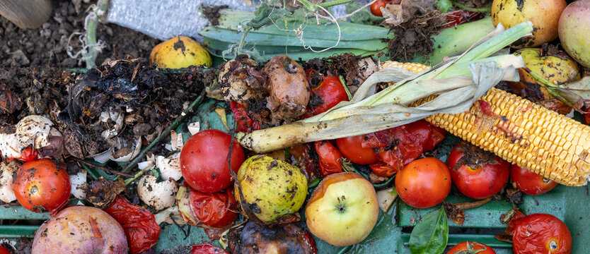 รูปภาพVerwesung – เลือกดูภาพถ่ายสต็อก เวกเตอร์ และวิดีโอ735 | Adobe Stock