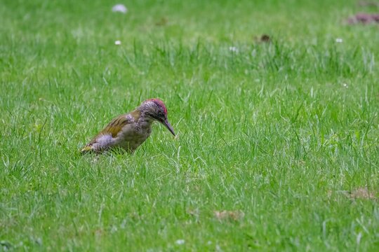 รูปภาพErdspecht – เลือกดูภาพถ่ายสต็อก เวกเตอร์ และวิดีโอ187 | Adobe Stock